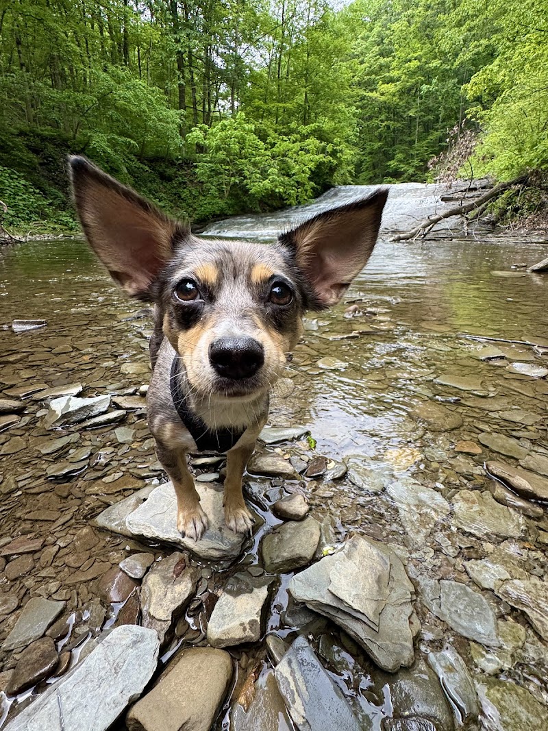 Stranahan Falls - Oregon Waterfall Guide | Explore Waterfalls